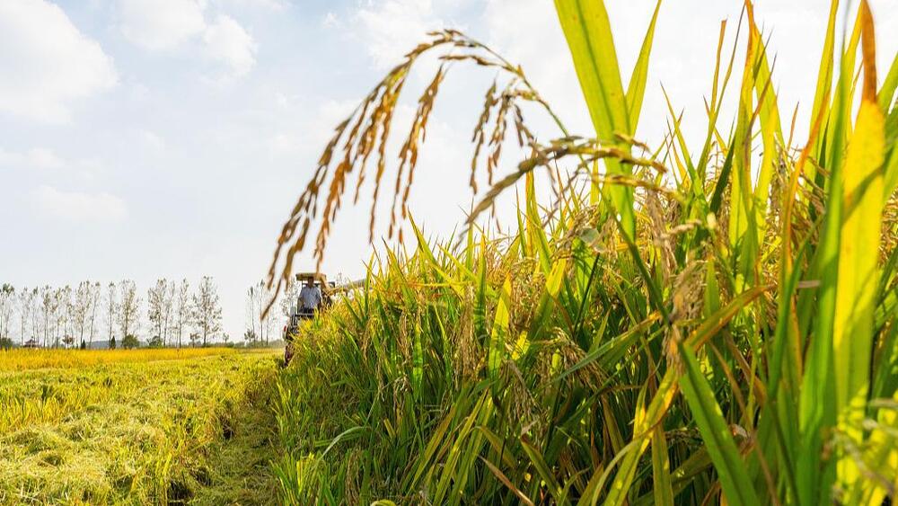 Water-saving rice helps farmers secure bumper harvest amid drought