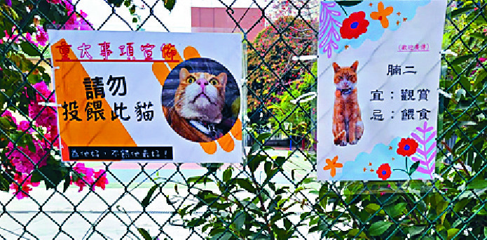 Fat cat feeds the bloggersphere