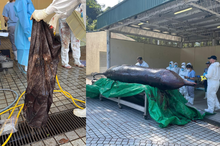 Large canvas bag found in Tai O dead whale digestive system: AFCD