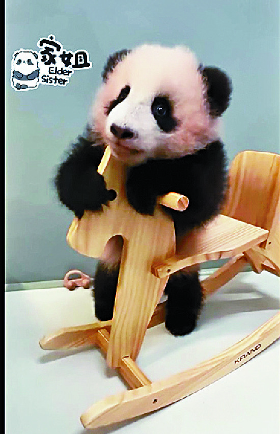 Panda cub overcomes rocking horse