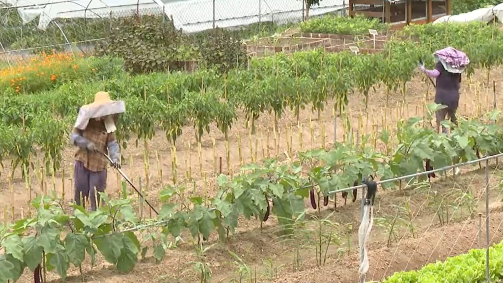 AFCD eyes local branding in HK's agricultural revival