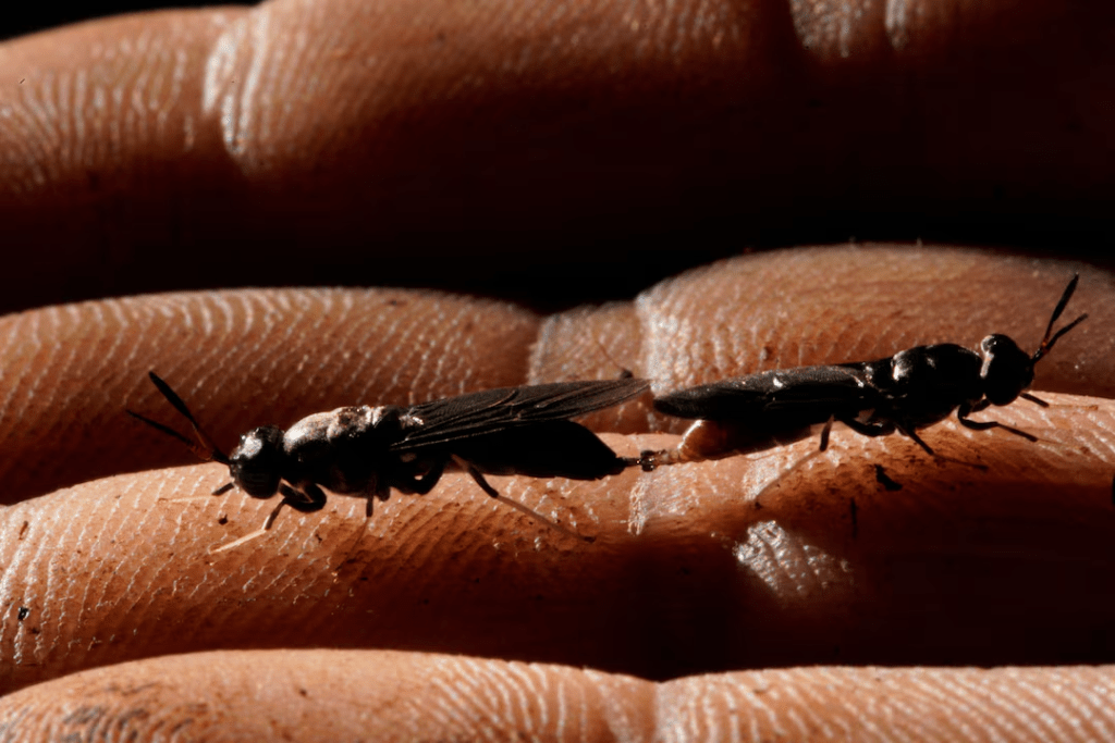 Meet the former Cuban doctor breeding flies for fish feed