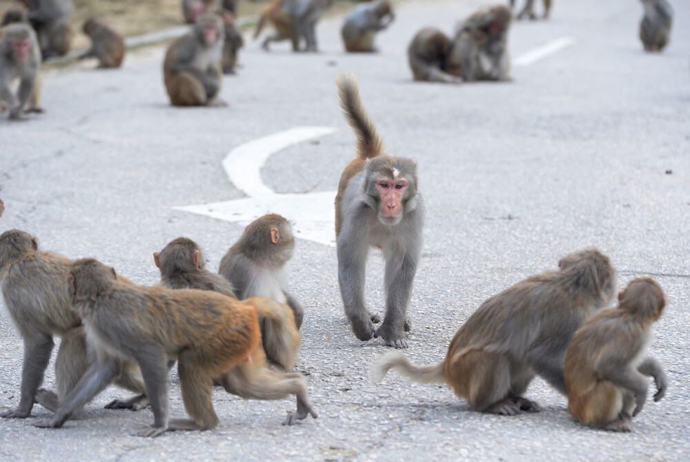 HK logs first ever human B virus case after man wounded by wild monkeys