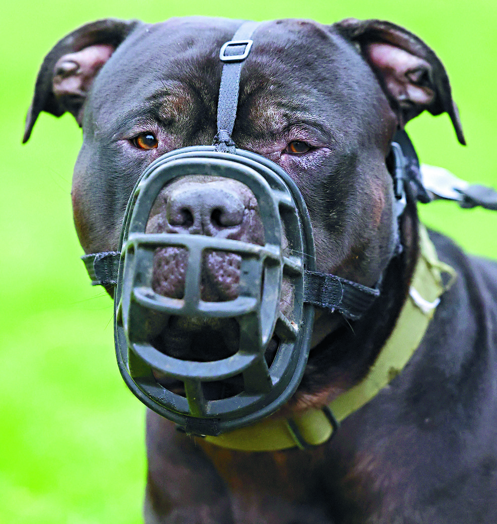 It's bad breeding to bark up the wrong tree with XL Bully