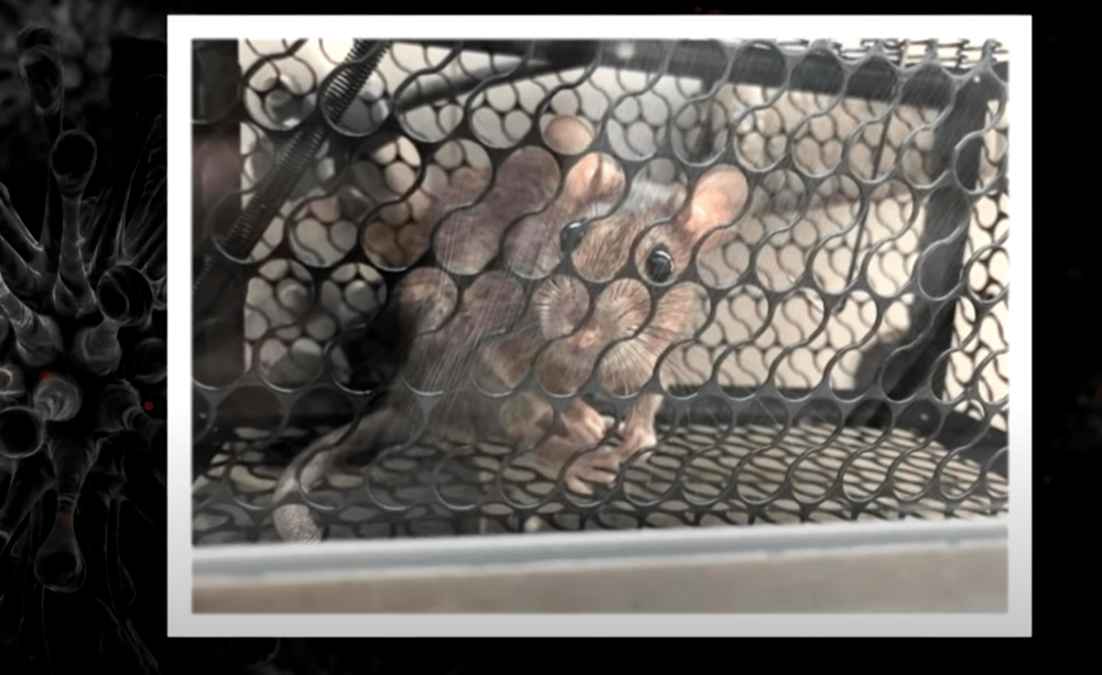 (Central Station) "Rat paradise": Mei Foo Sun Chuen flat becomes home to some 100 rats