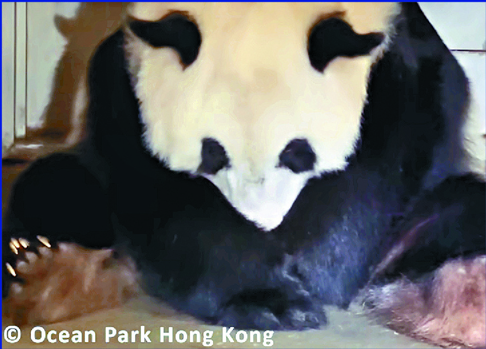 Twin panda cubs stable, fragile, says Ocean Park