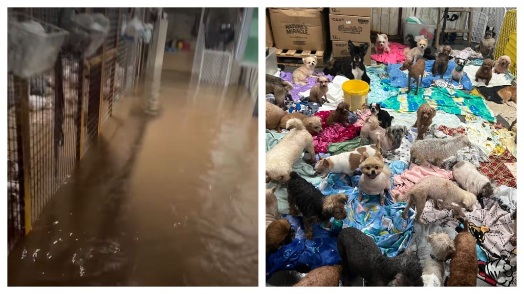30 dogs saved as flood hits animal shelter