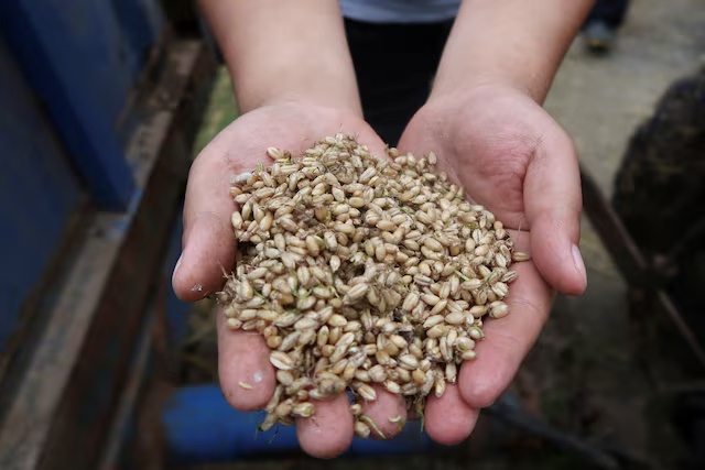 China issues weather alert as high temperature threatens wheat quality
