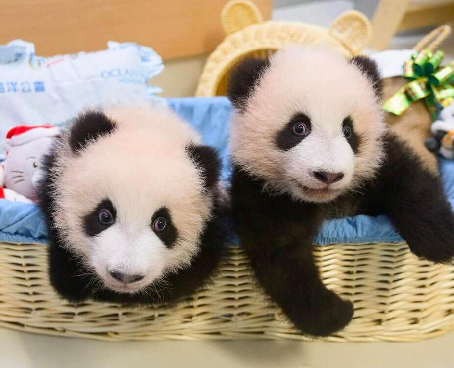 $1,500 VIP panda tours on offer