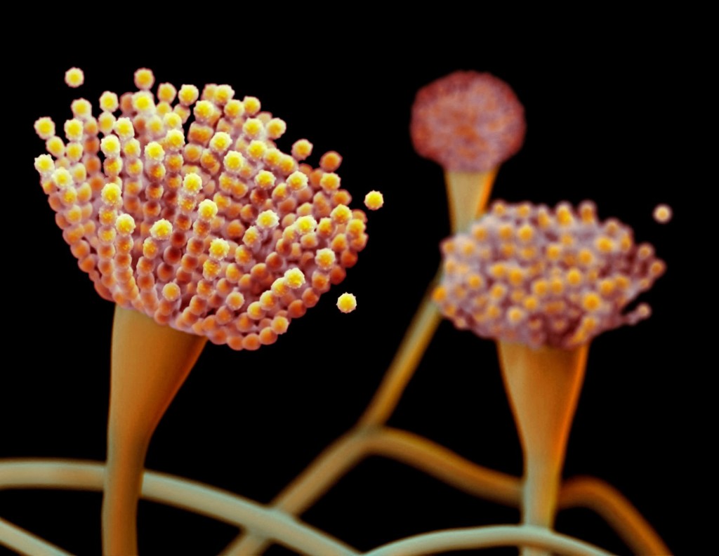 Deadly fungus spreads across U.S. as climate change fuels growth