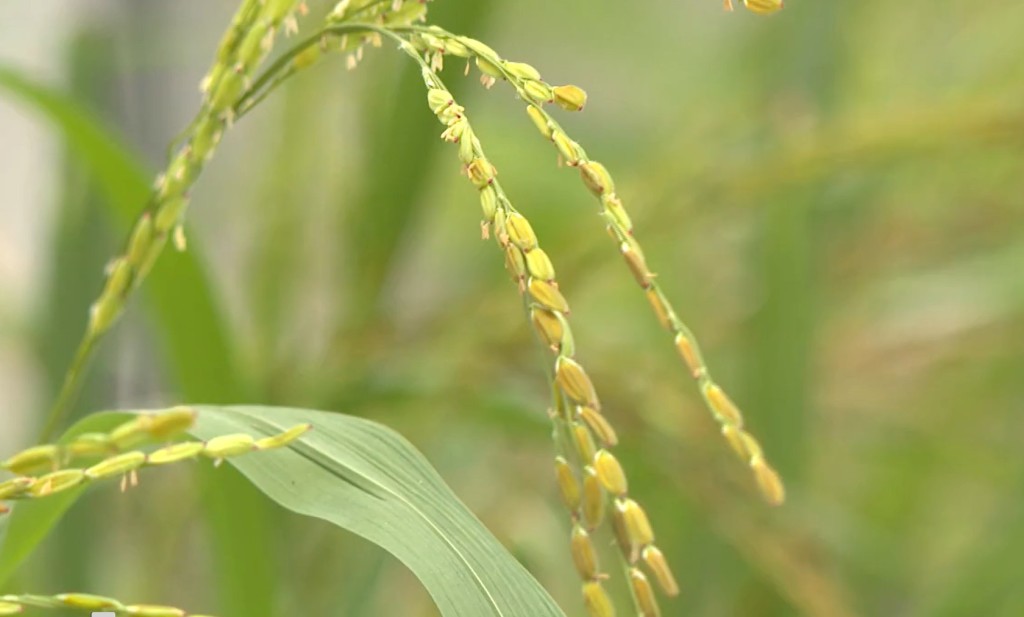 AFCD eyes local branding in HK's agricultural revival
