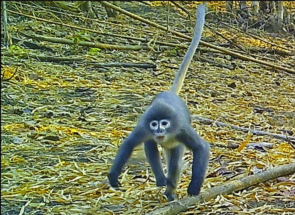 'Ghost' monkey joins Mekong region's family