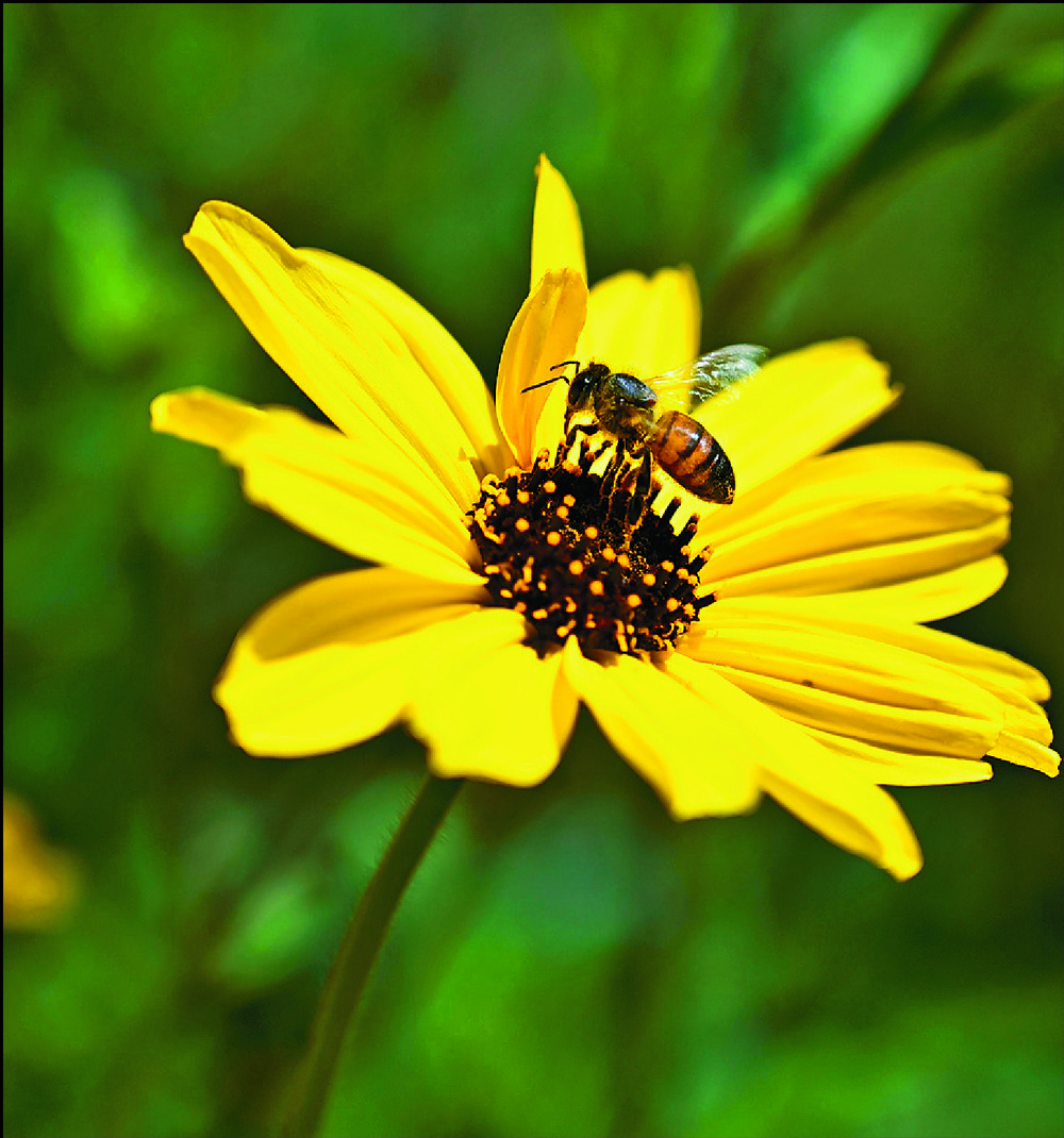 Smog a major buzzkill for insect mating