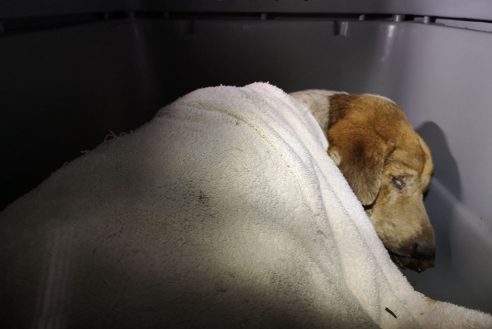 Heartless animal abuser splashed boiling water on two dogs