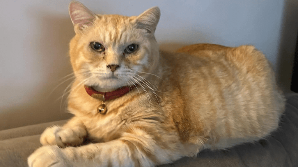 A final meow: Hong Kong says goodbye to its favorite feline star ...