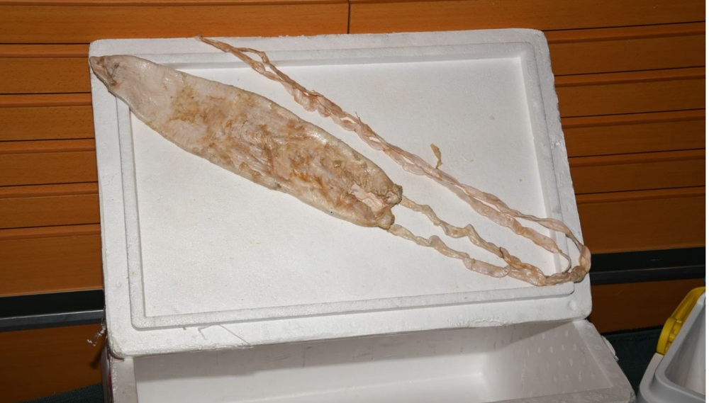 Five nabbed in record seizure of endangered totoaba bladder
