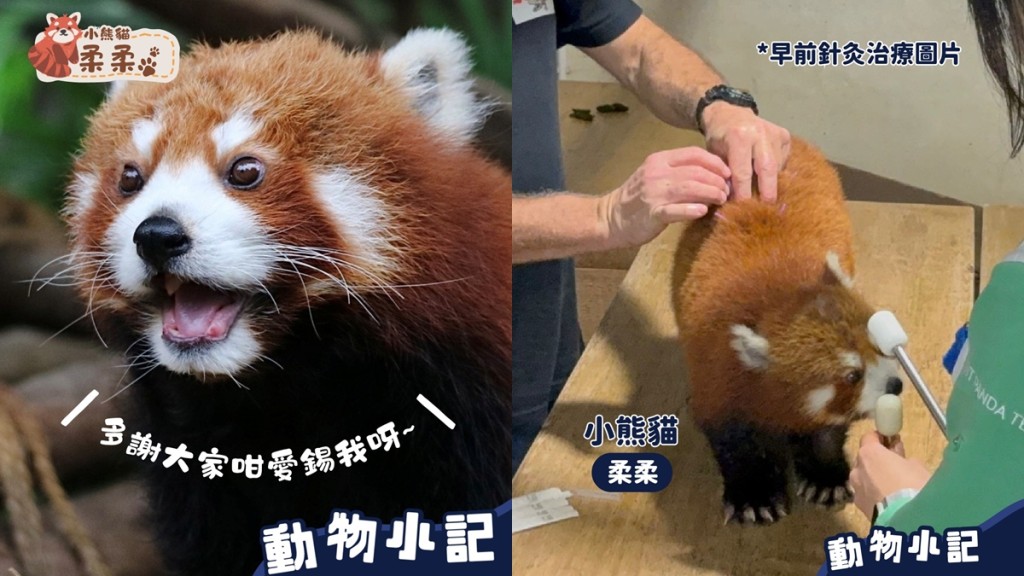Ocean Park’s beloved red panda Rou Rou passes away at age 17