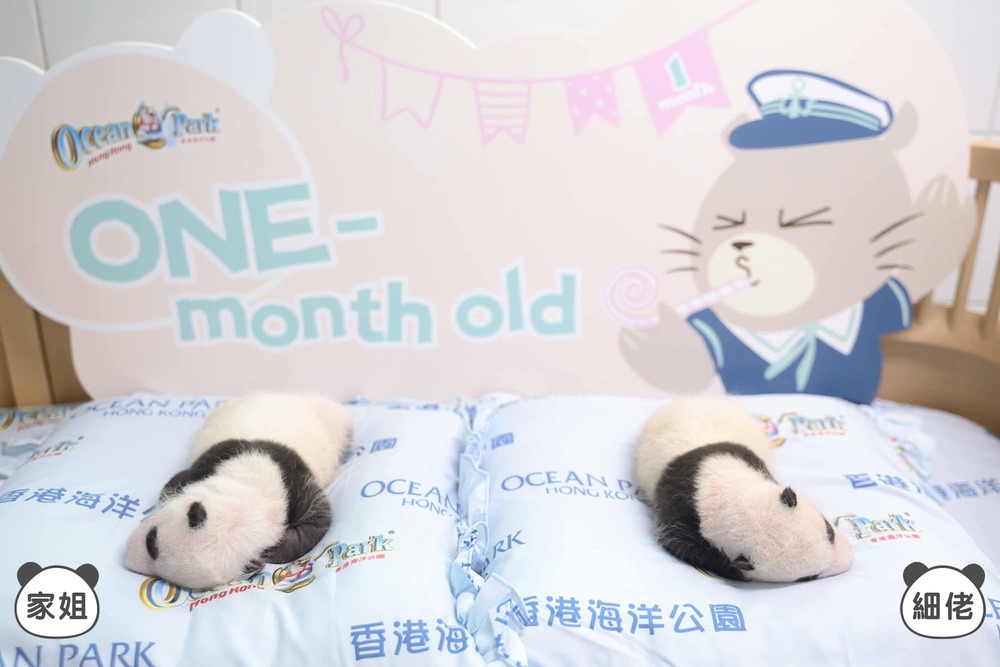HK’s panda twins now one-month-old