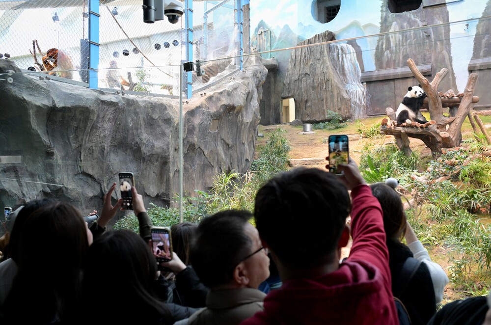 Hotels unveil panda rooms and light shows to lure tourists