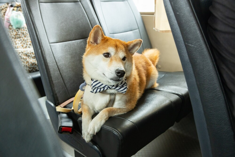 KMB’s new ‘Pet Bus’ routes to welcome furry passengers next month