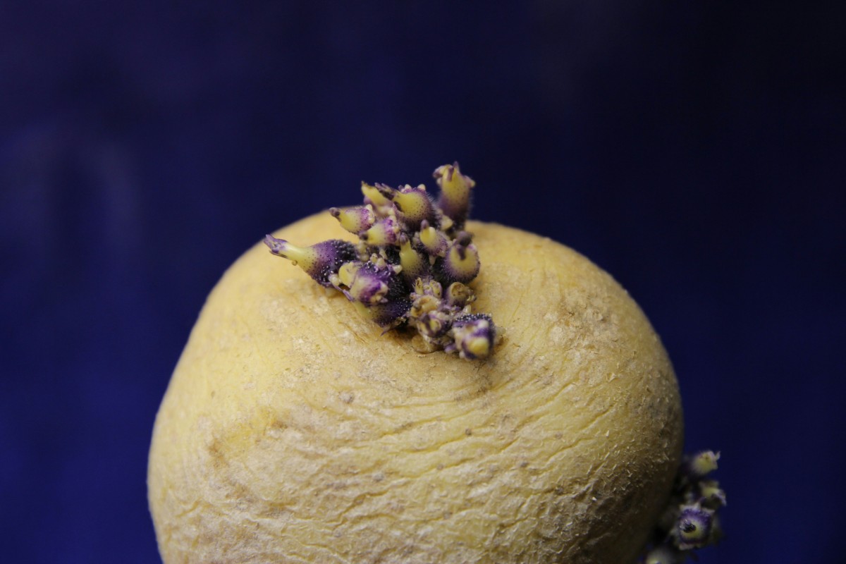 Eating sprouted potatoes sends 40 y/o man to ER