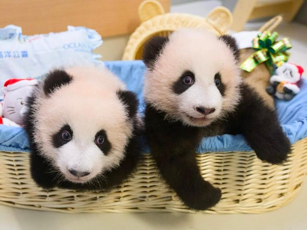 VIP tours available for panda enthusiasts as Hong Kong's first twin ...