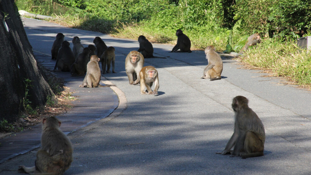 Man in rare case of B virus after monkey encounter slightly better