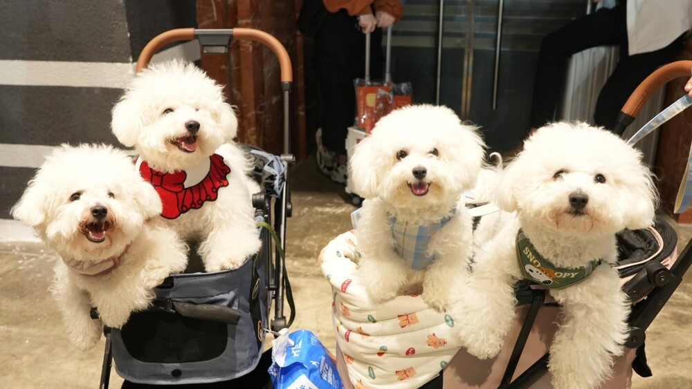 Largest-ever 'Pet Show' kicks off on Thurs