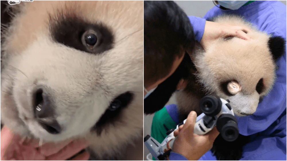 Panda cub ‘Elder Sister’ recovering from right eyelid injury caused by ...