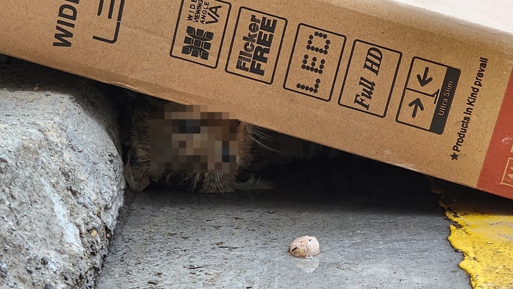 Police investigate cat killed in suspected minibus collision in Sai ...