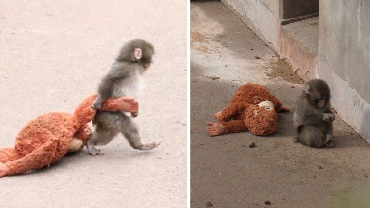 Orphaned monkey finds comfort in stuffed toy after mother's rejection