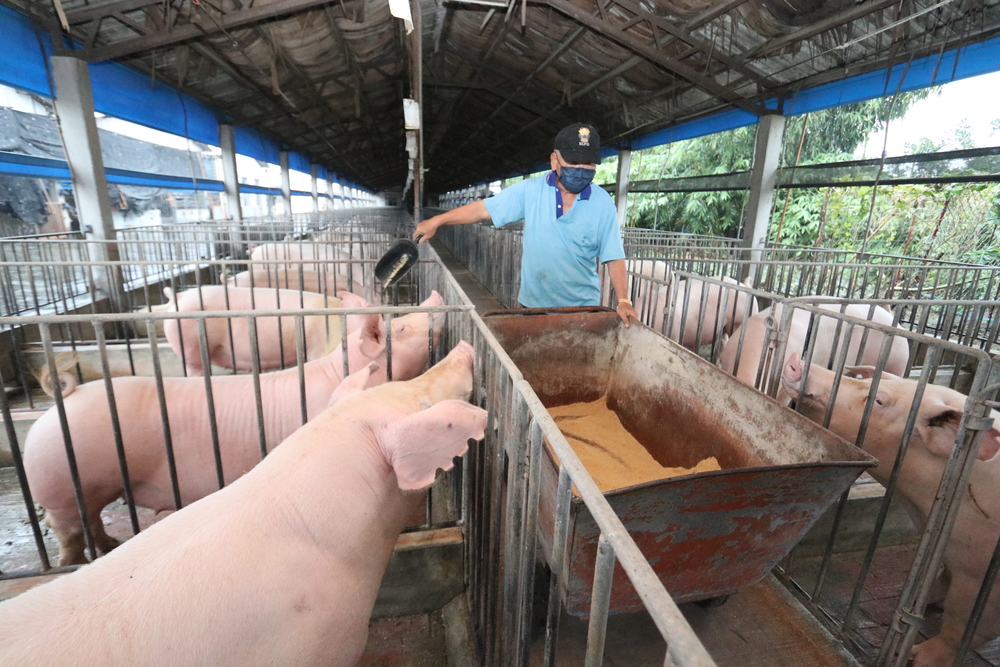 Some 2,800 pigs to be culled after samples test positive for African ...