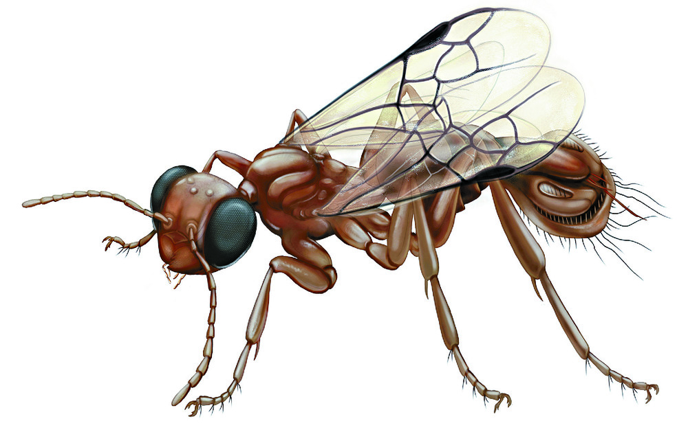 Ancient wasp with Venus flytrap-like body discovered