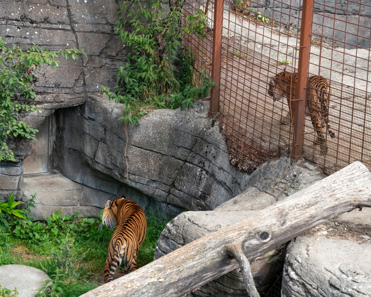 Denmark zoo asks people to donate their small pets as food for captive ...