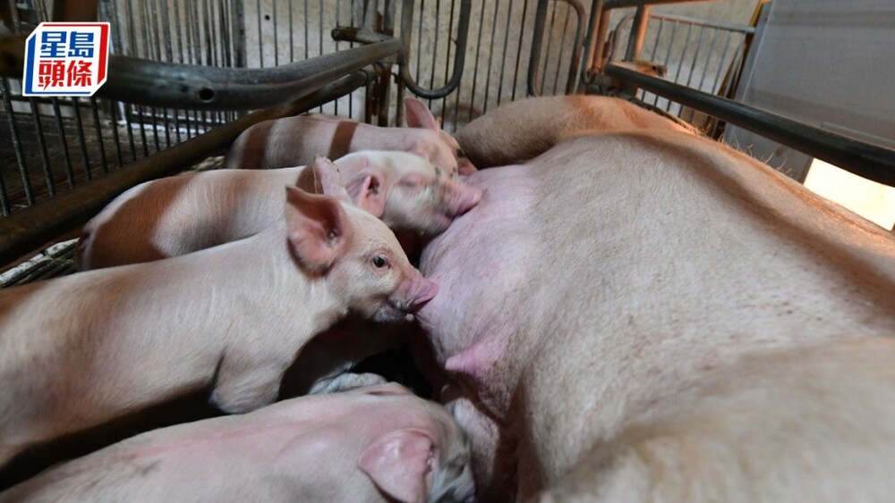 Culling starts at Yuen Long pig farm after samples test positive for ...