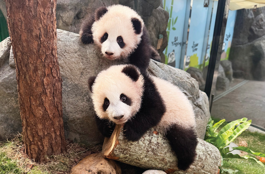 Ocean Park relaxes entry rules for meeting panda cubs