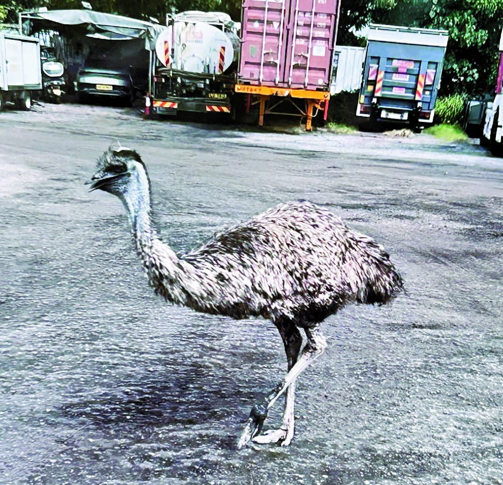 Emu excursion ended early