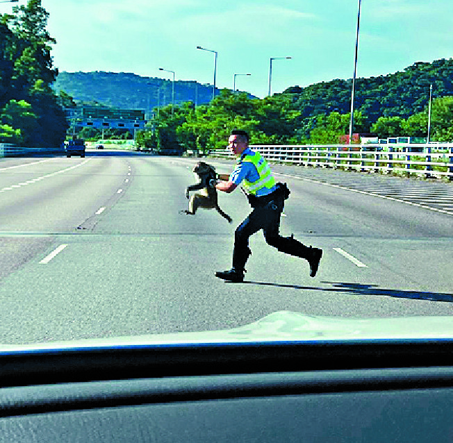 Cop gives wandering monkey a hand