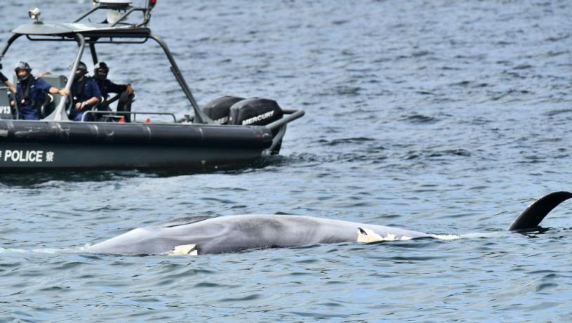 AFCD suggests banning whale watching to reduce harm to whales