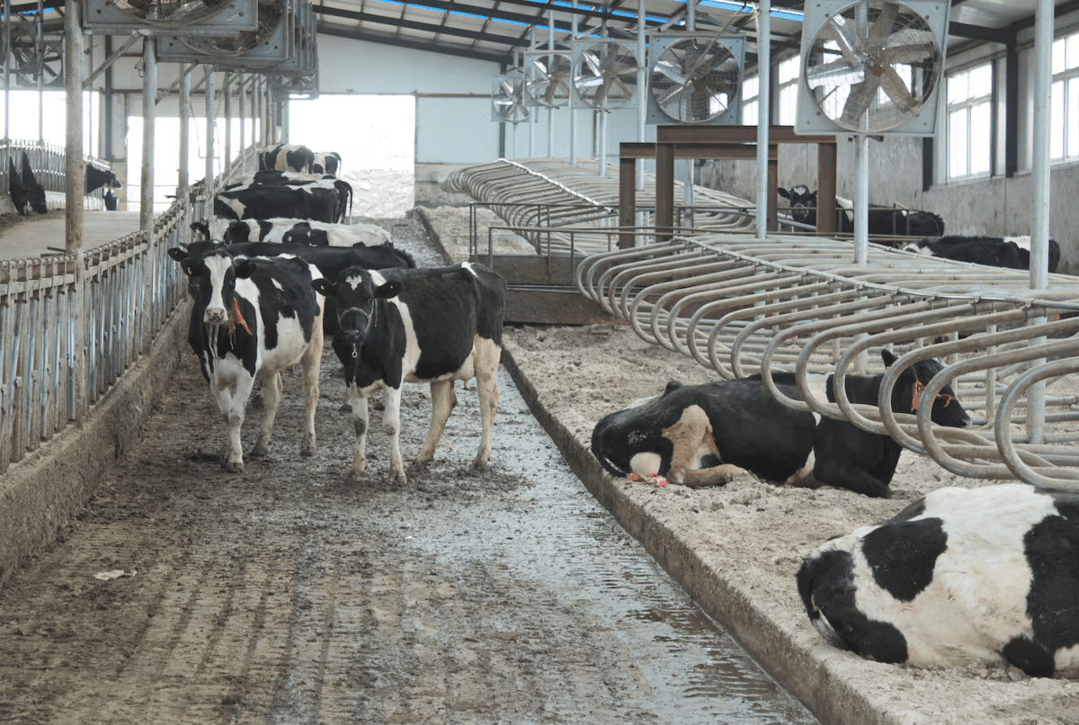 China reports 219 cases of foot-and-mouth cattle disease in ...