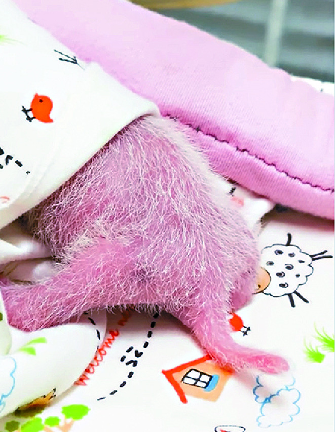 Getting all loopy over baby panda twist