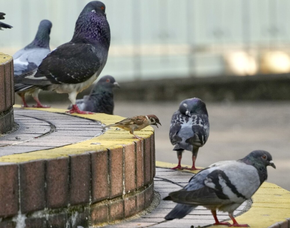 Enforcement without warnings against feral pigeons illegal feeding ...
