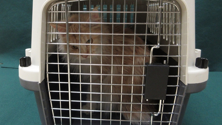 Woman arrested for cat smuggling at Lo Wu in second case in three days