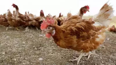 China half marathon offers cow, wild fish and chickens as prizes