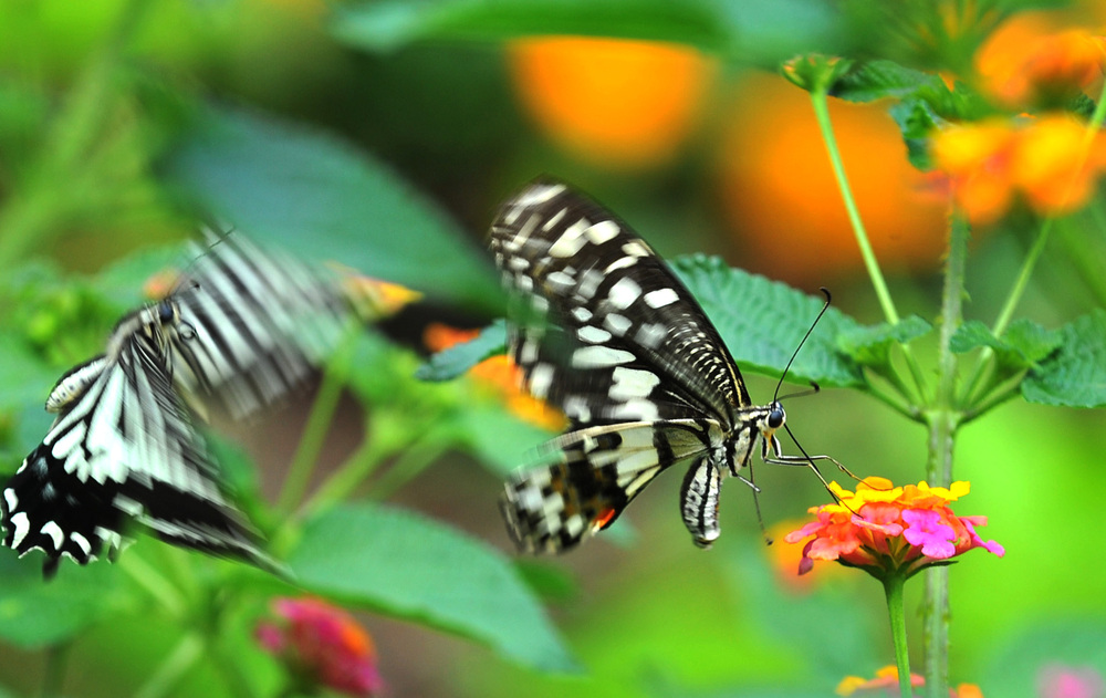 China's Yunnan sees butterfly boom
