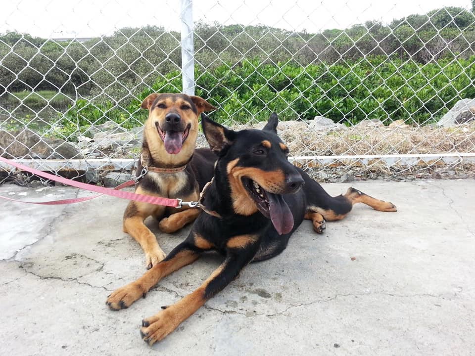 Immigration dogs pets