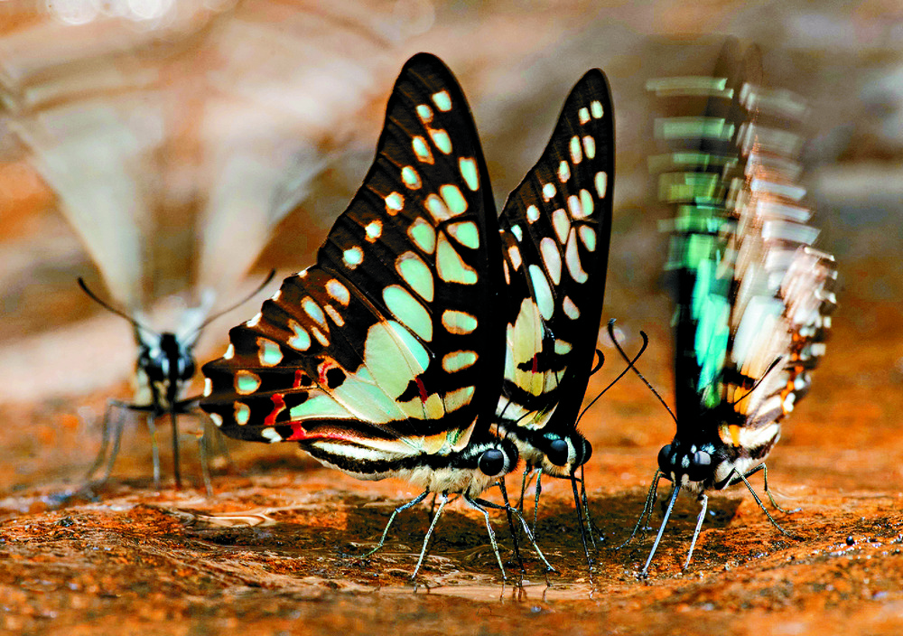 Cambodian national park reveals rare wildlife species