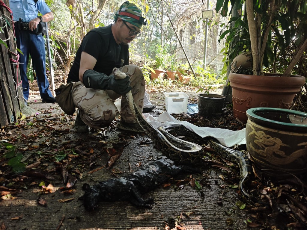 Villager shocked as 2-metre python devours cat before capture