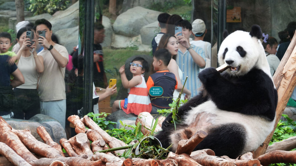 Ocean Park expects new pair of pandas to settle in no time