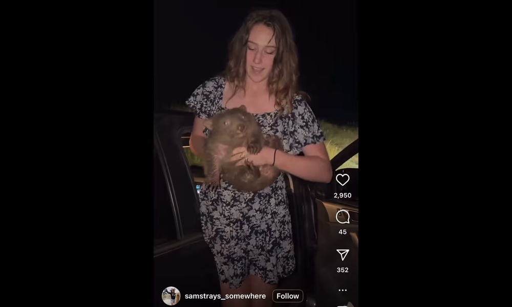 Australia reviews visa of American influencer filmed snatching baby wombat